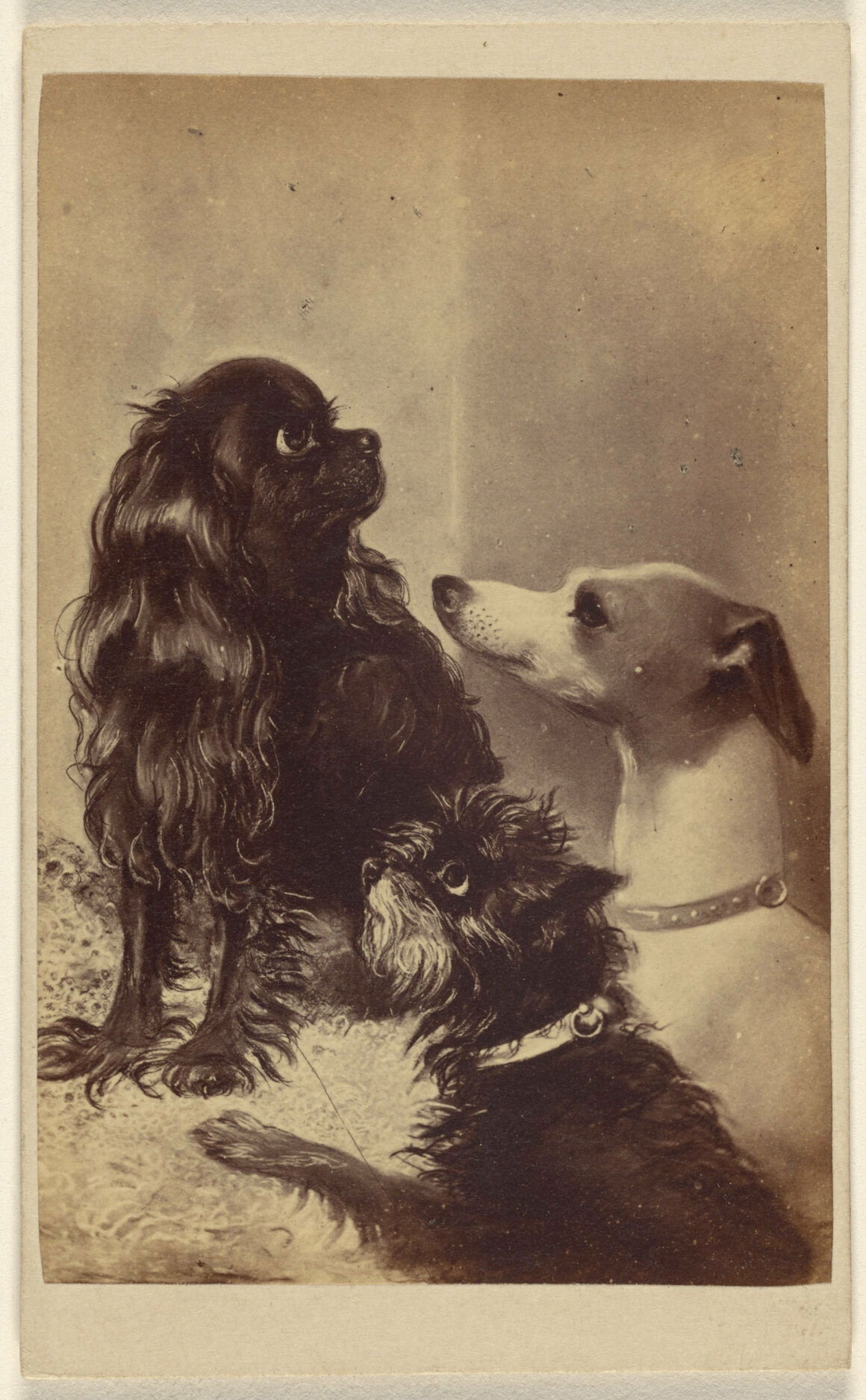 How Pet Photography Has Evolved: History and Growth - The Game Magazine