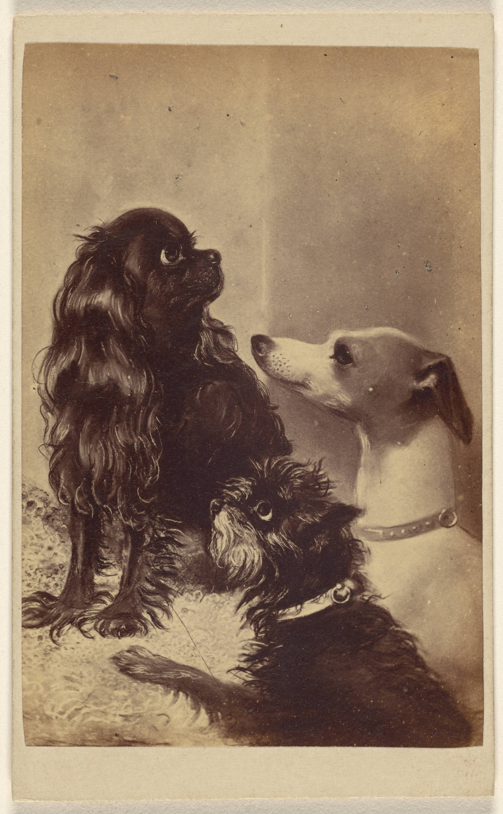 How Pet Photography Has Evolved: History and Growth - The Game Magazine